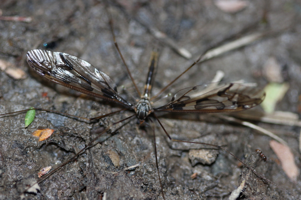 Leptotarsus from Carrington, New Zealand on May 31, 2025 at 08:51 PM by ...