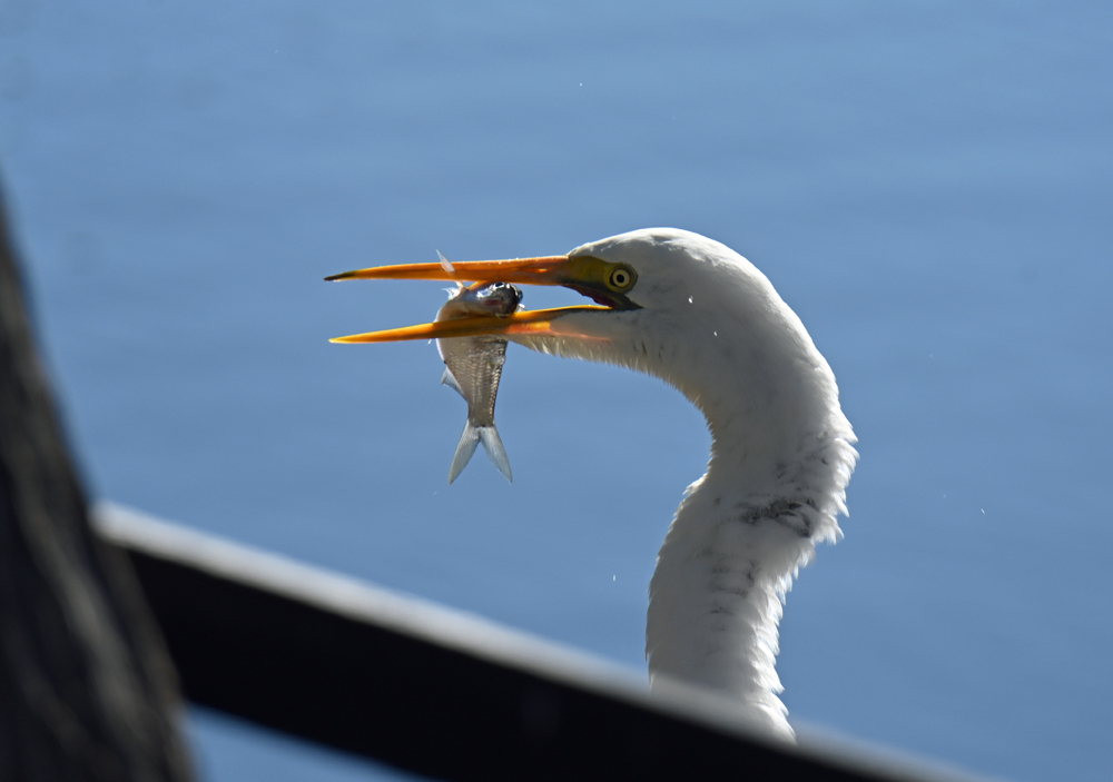 Bony Bream from Clermont QLD 4721, Australia on May 18, 2025 at 09:45 ...