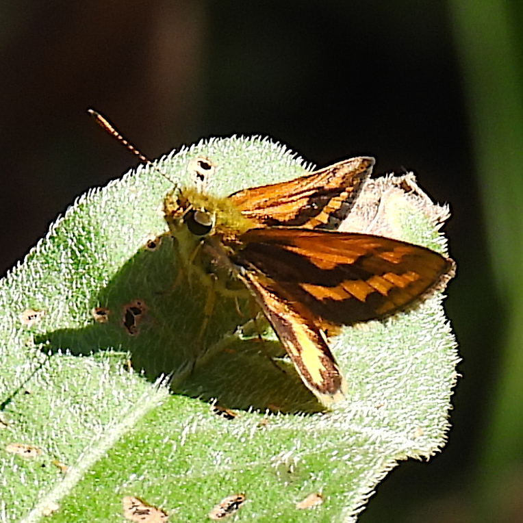 Wide-brand Grass-dart from 4th Lagoon Deagon Wetlands, Sandgate QLD ...