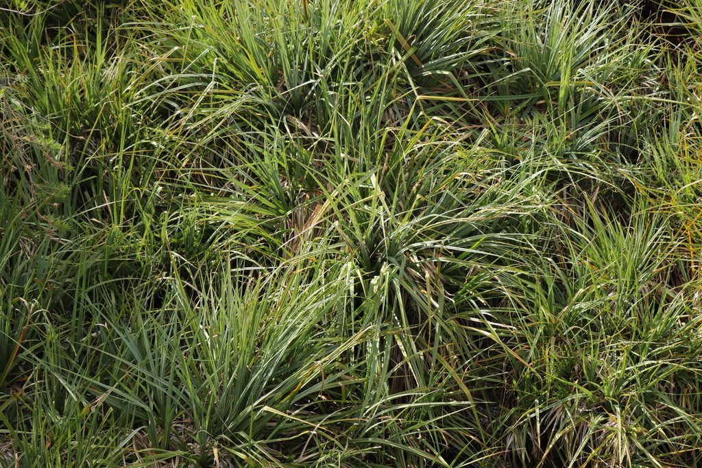 Palmiet from Harold Porter National Botanical Garden, Overstrand on May ...