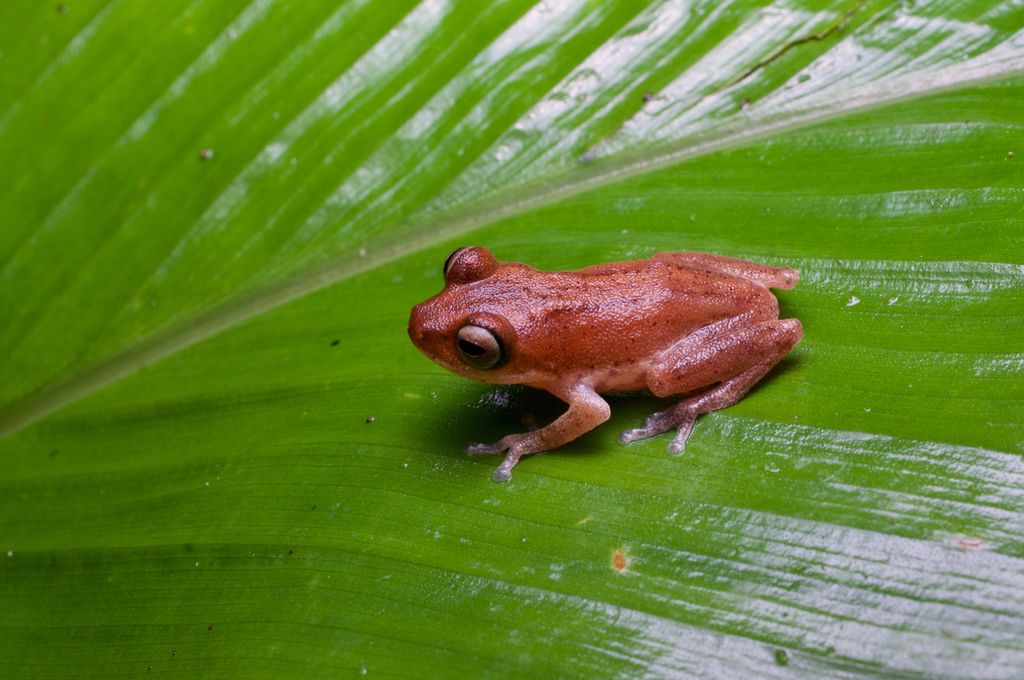Golden Shrub Frog in August 2019 by John Sullivan. P. popularis ...