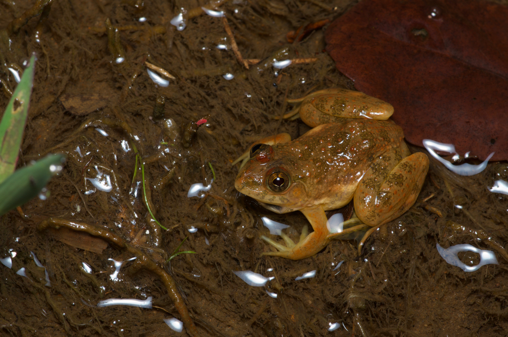 Common skittering frog from Kalutara, Sri Lanka on August 17, 2019 at ...
