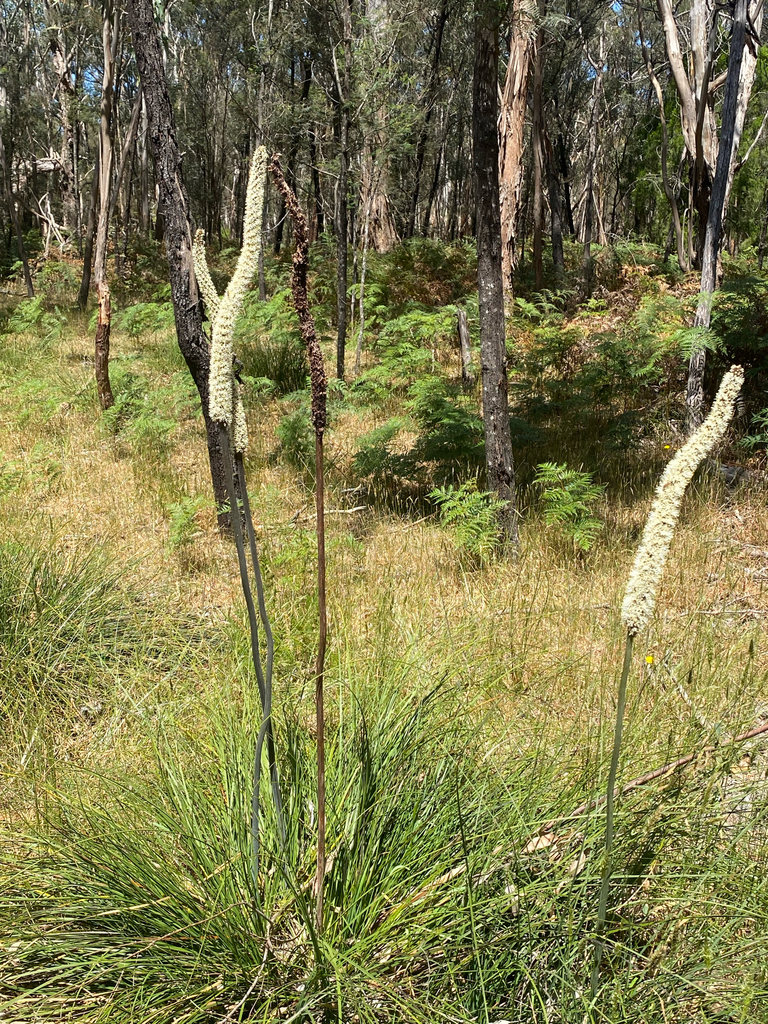 small grass-tree from Bliss Rd, Dereel, VIC, AU on November 11, 2023 at ...
