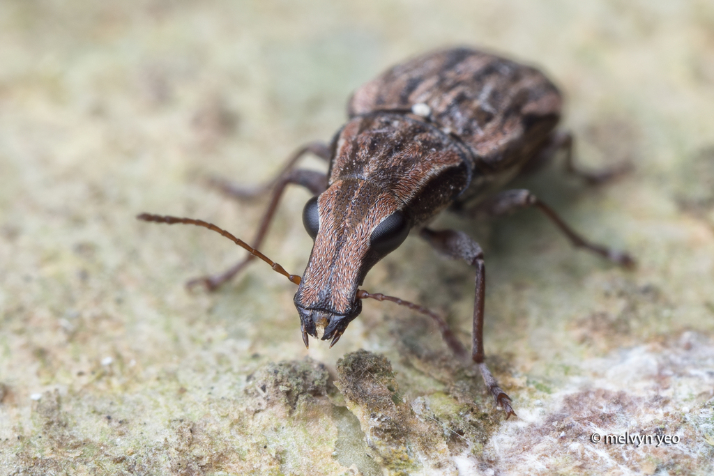 Sintor suturalis from Singapore on May 31, 2025 at 08:24 PM by Melvyn ...