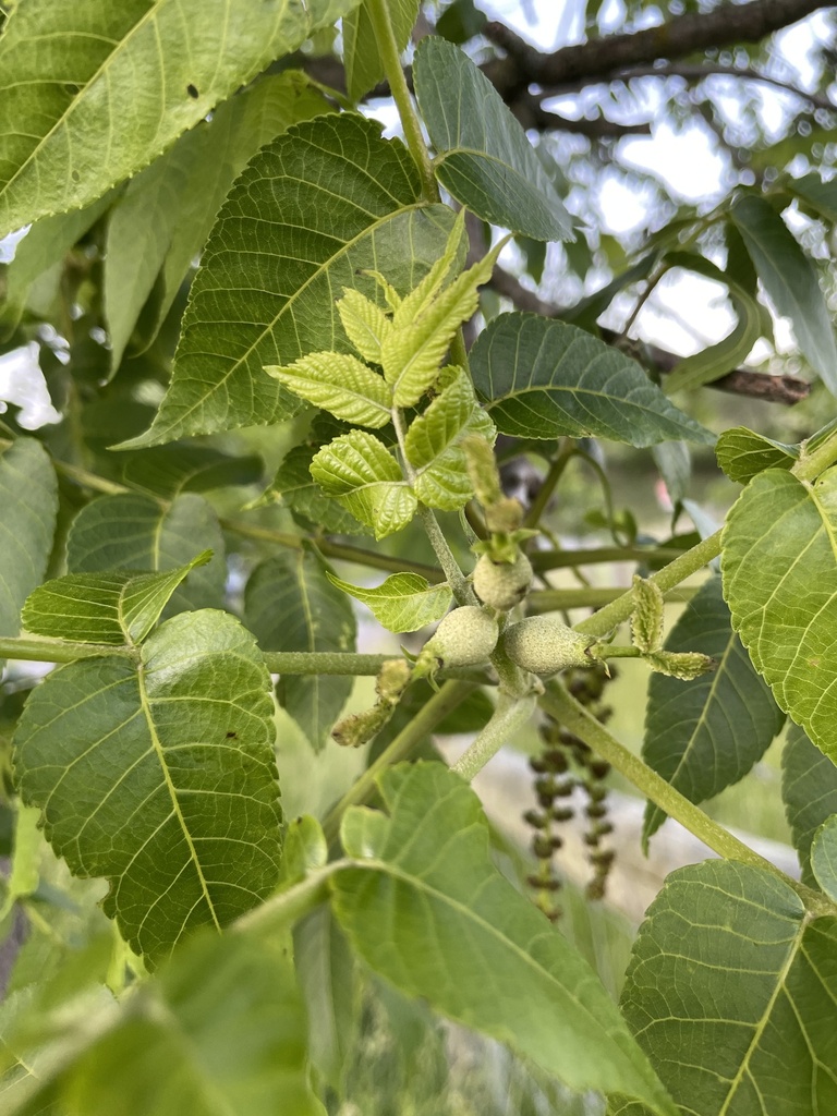 eastern black walnut from Highland County, VA, US on June 3, 2025 at 08 ...