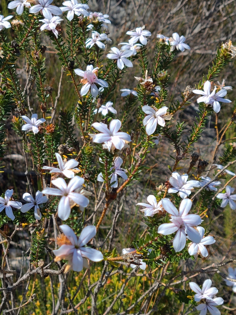 Zanthoxyloideae from Potberg, South Africa on September 11, 2024 at 11: ...