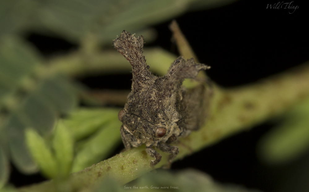 Anchon from Dahanu, Maharashtra, India on May 29, 2014 at 05:30 AM by ...