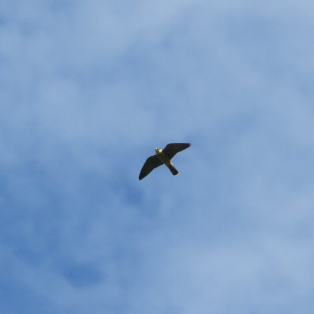 Eurasian Hobby from RSPB Frampton Marsh- on September 13, 2024 at 11:33 ...