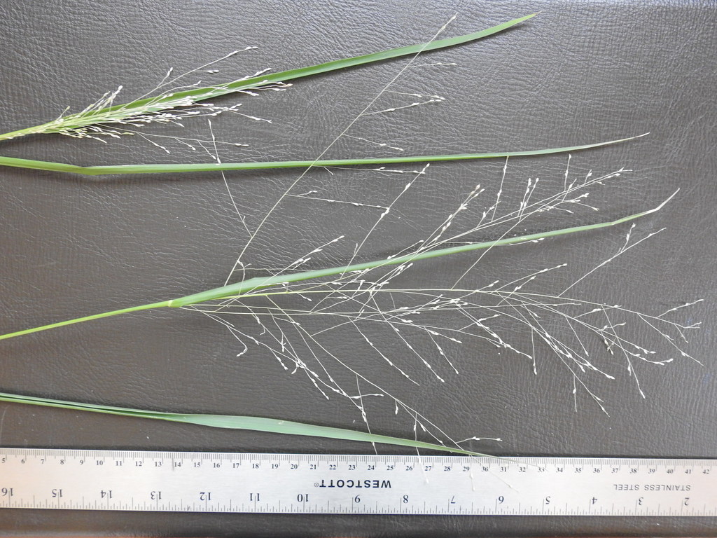 Fall Panic Grass from Cherokee County, TX, USA on September 16, 2019 at ...