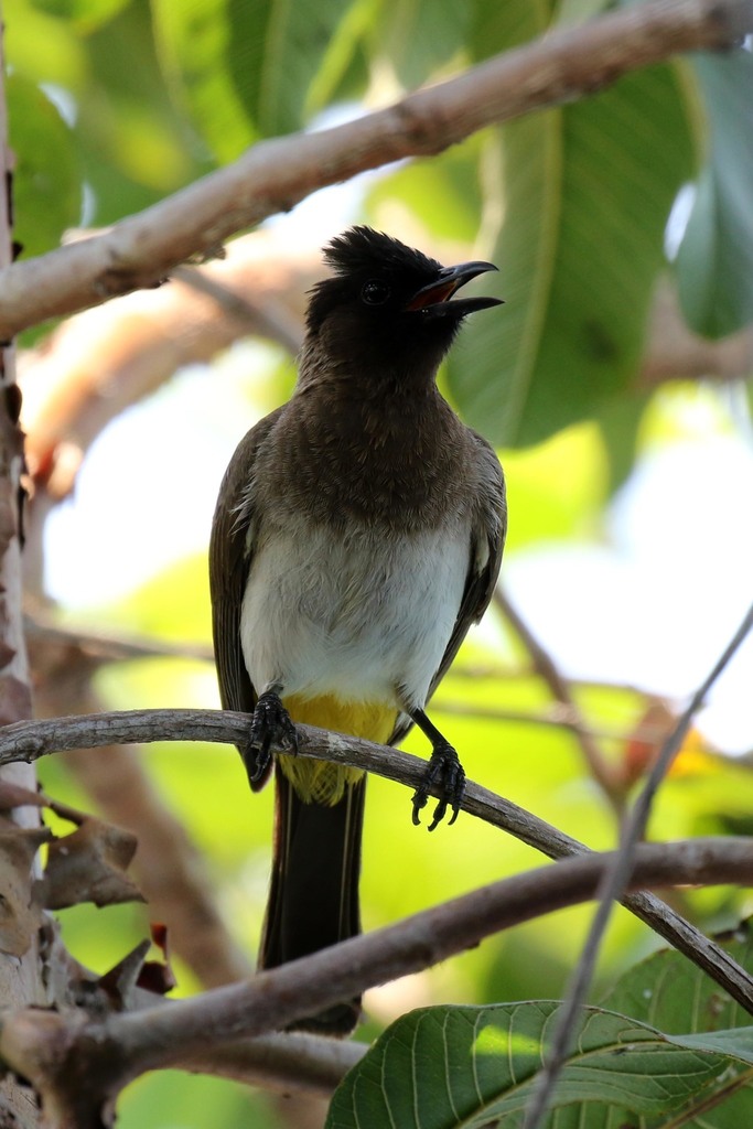 Common Bulbul from Bagamoyo, Pwani, Tanzania on October 8, 2016 at 09: ...