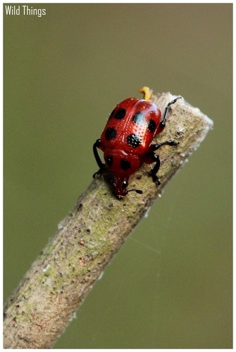 Henicolabus octomaculatus · iNaturalist