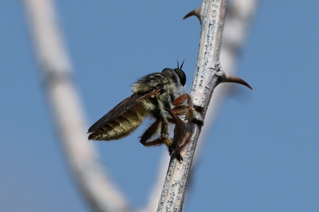 Hairy Robber Fly from Imperial County, CA, USA on June 3, 2025 at 09:52 ...