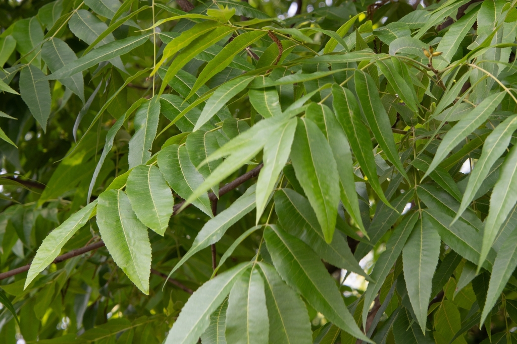 pecan from Reynoldstown, Atlanta, GA, USA on June 2, 2025 at 11:35 AM ...