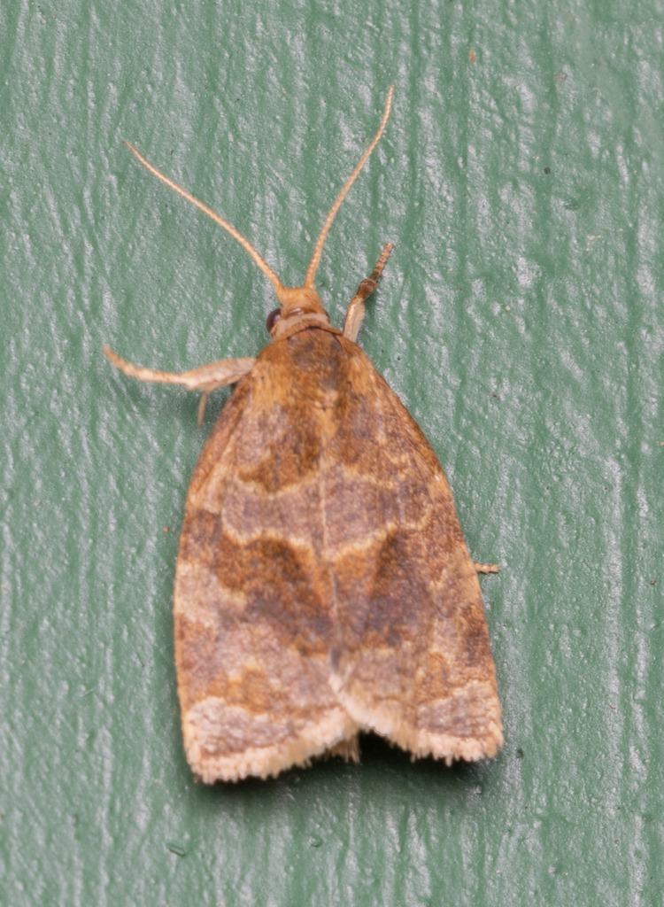 Rose Tortrix Moth from The Garden City Bird Sanctuary, 182 Tanners Pond ...