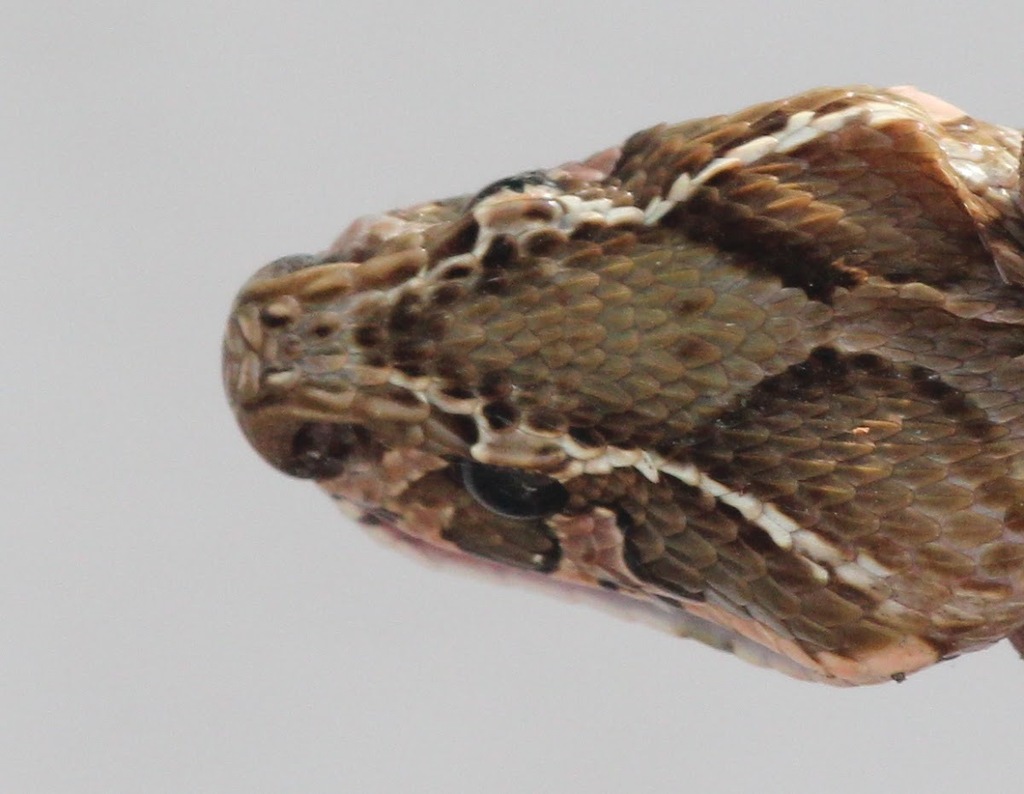 Russell's Viper (Daboia russelii) - Snakes and Lizards