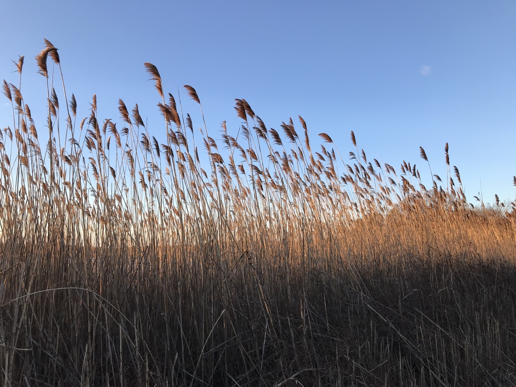 Phragmites (Indiana Pesticide Plants) · iNaturalist