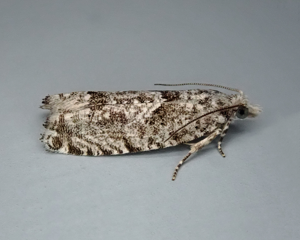 Maple Trumpet Skeletonizer Moth from Salem, NH 03079, USA on June 04 ...