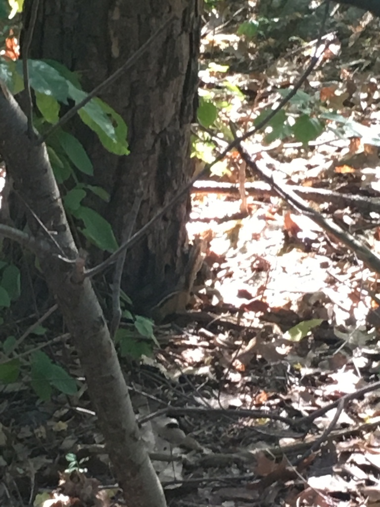 Eastern Chipmunk from Chestnut Hill Reservation, Boston, MA, US on ...