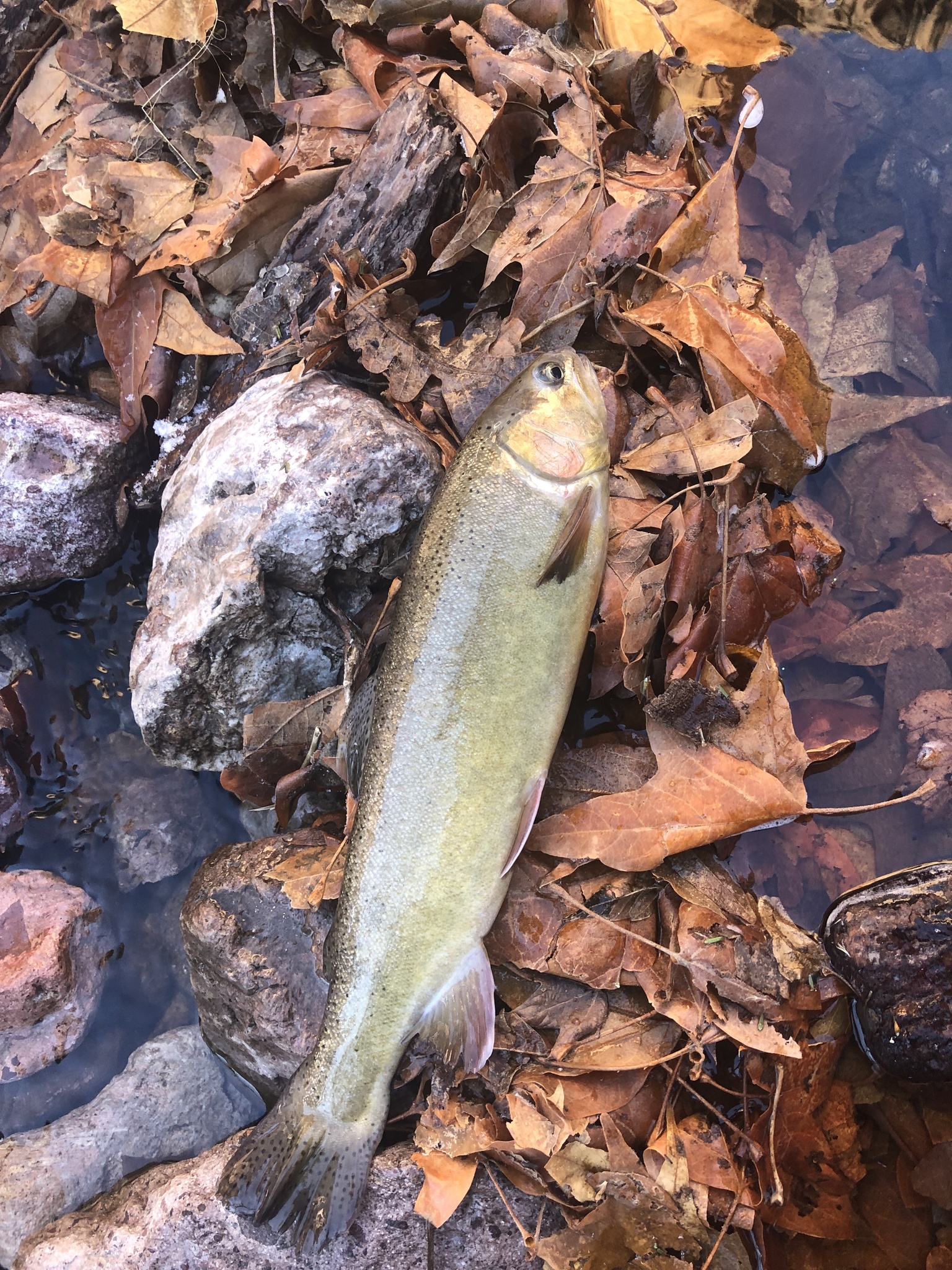 Oncorhynchus gilae (Miller, 1950)