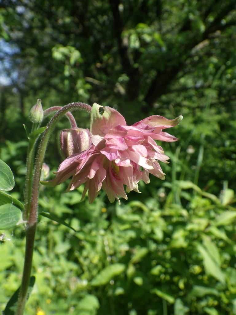 common columbine from Новгородский р-н, Новгородская обл., Россия on ...