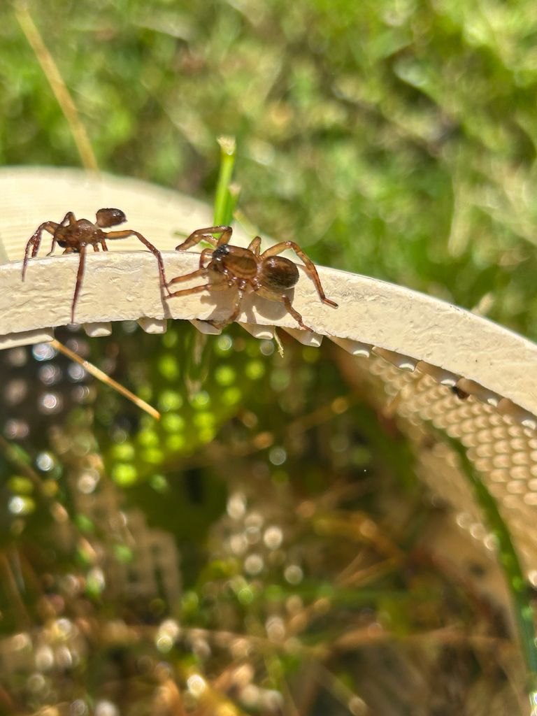 Wolf Spiders from Overbrook Ave, Dallas, PA, US on June 4, 2025 at 12: ...