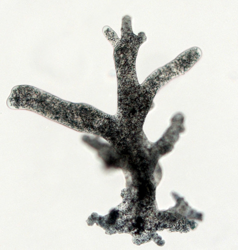 Genus Chaos · iNaturalist