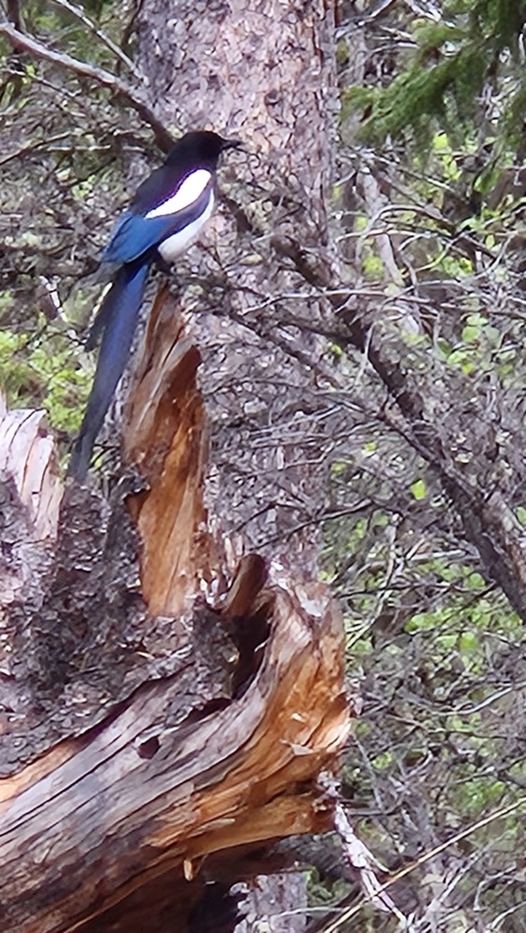 Black-billed Magpie from Jasper, AB T0E, Canadá on June 4, 2025 at 01: ...