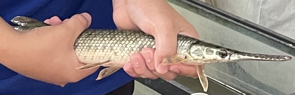 Spotted Gar from County Road 112, Garwood, TX, US on June 4, 2025 at 09 ...