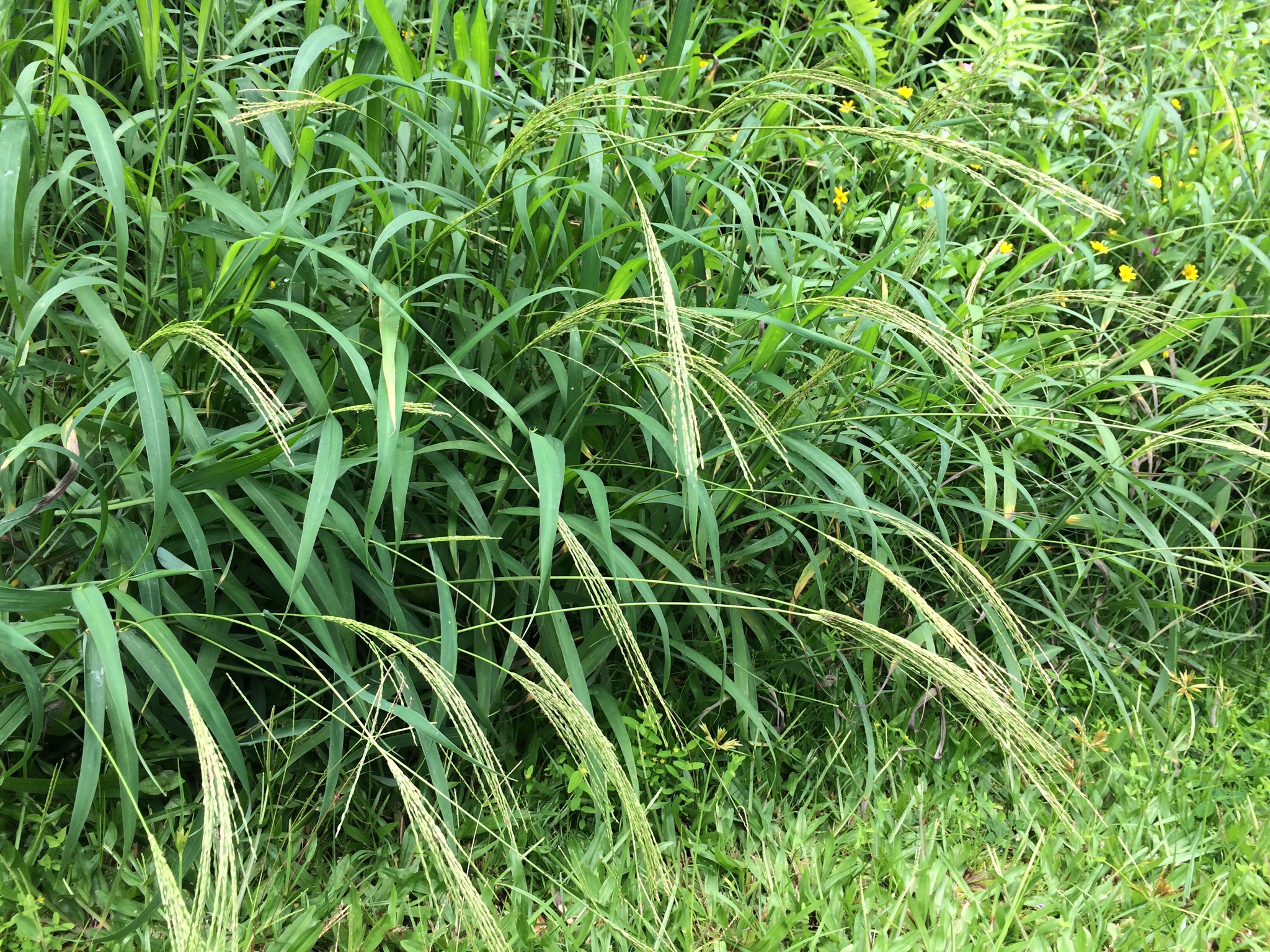 Digitaria setigera Roth