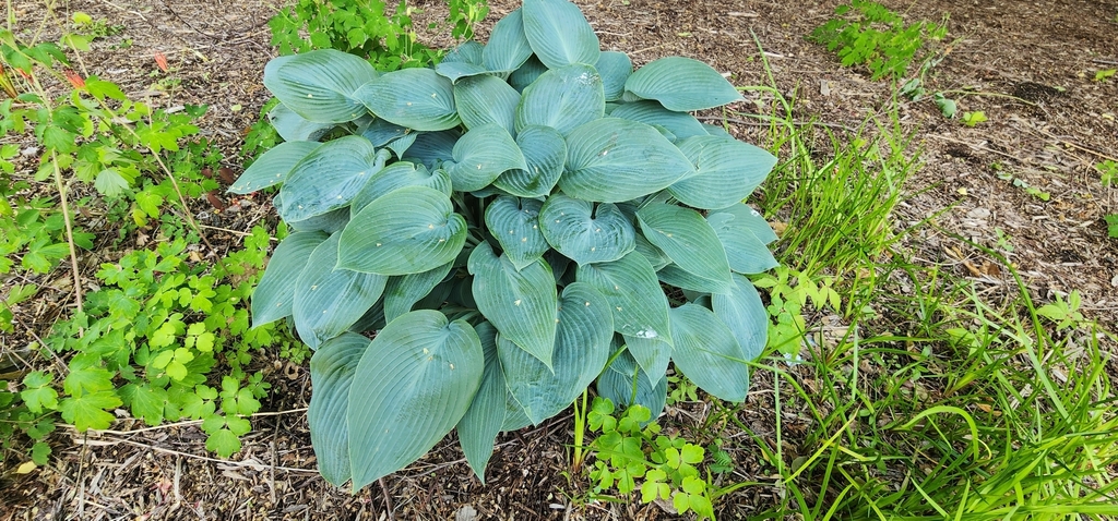 Plants from Madison, WI 53706, USA on June 4, 2025 at 03:58 PM by Jose ...