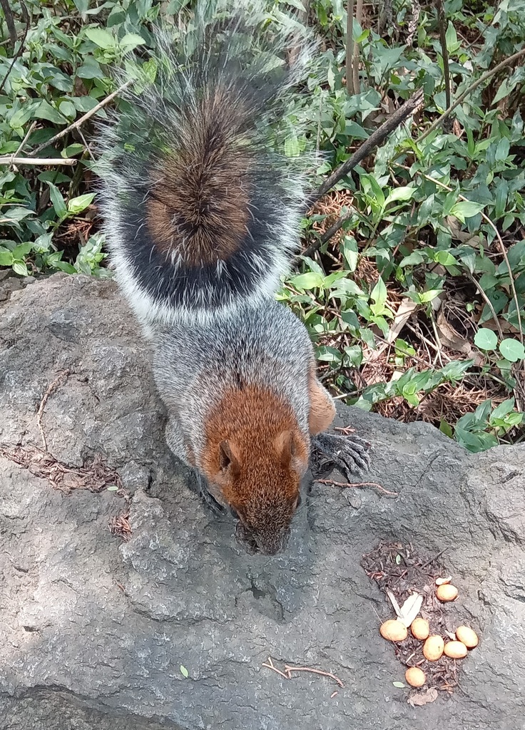 Red-bellied Squirrel from Parque Nacional Bosque del Pedregal, Ciudad ...