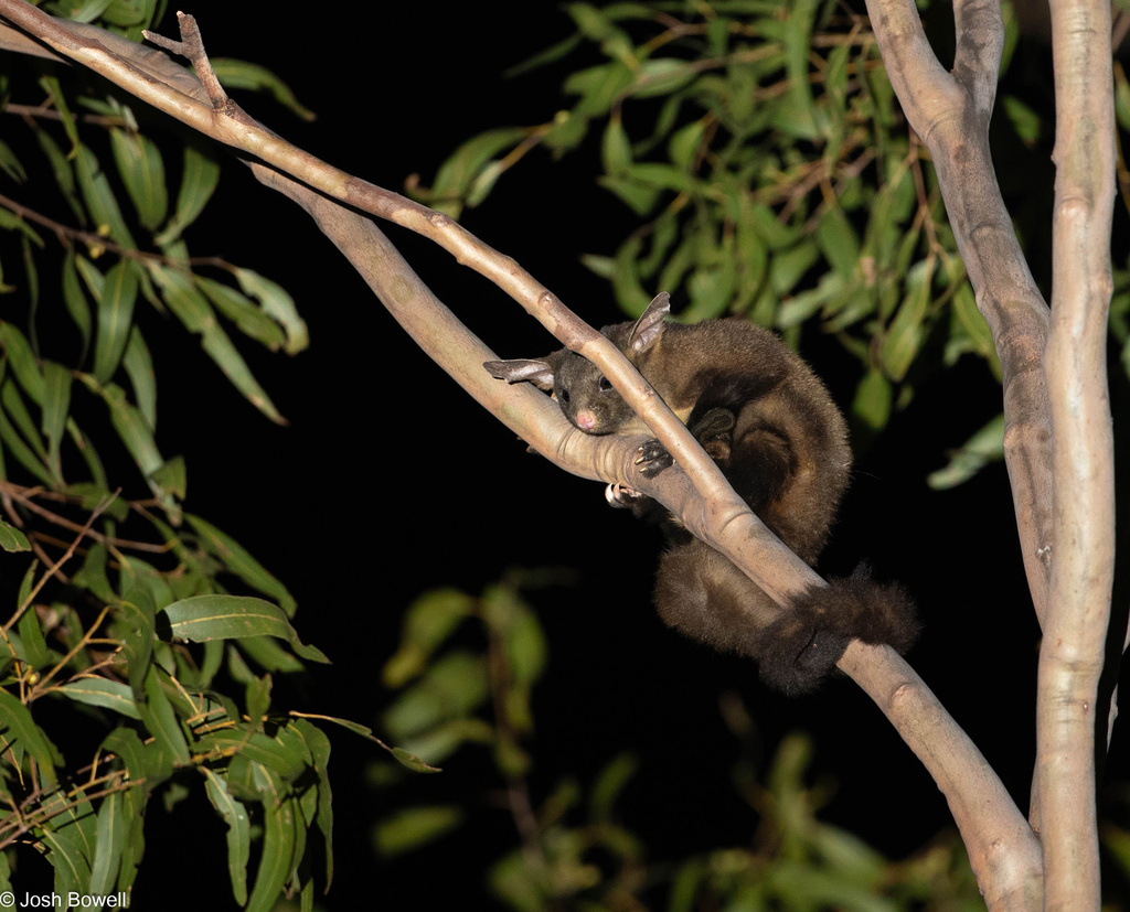 Southeastern Yellow-bellied Glider in June 2025 by Josh Bowell ...