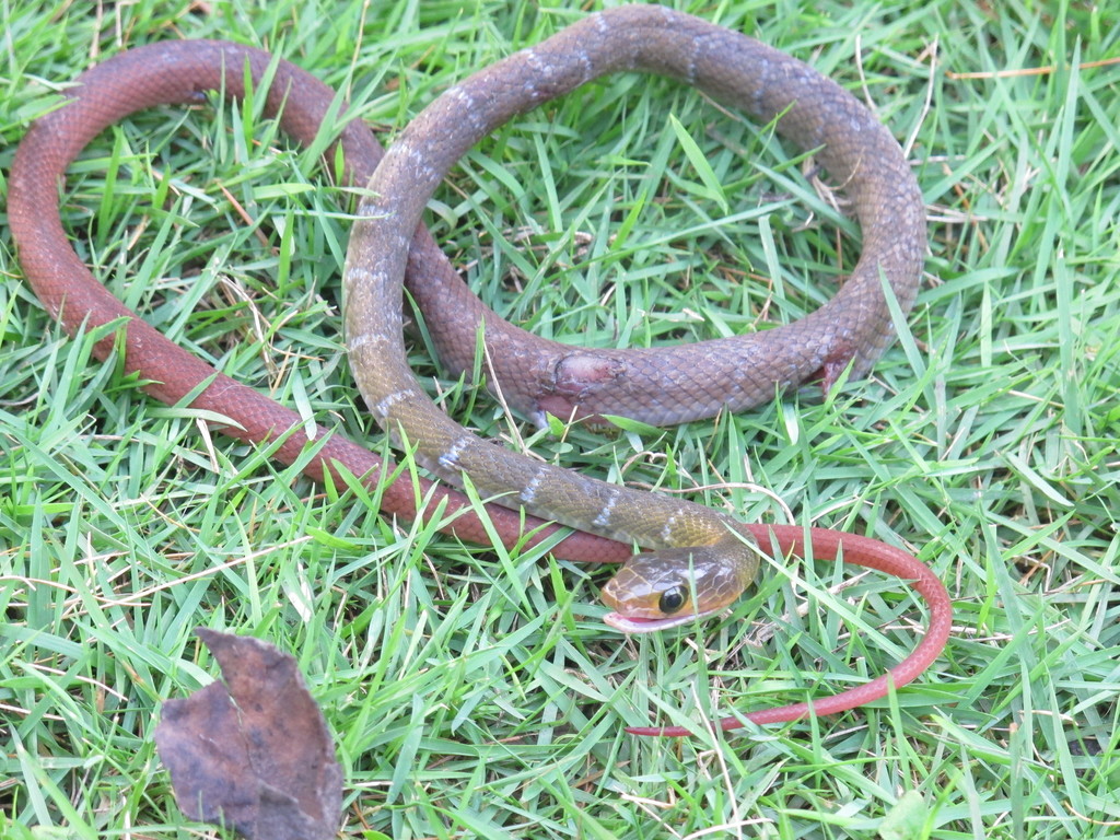 Mindanao Red-tailed Ratsnake (Coelognathus erythrurus erythrurus ...
