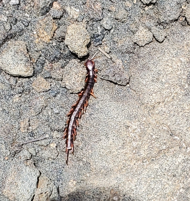 Pacific Giant Centipede from Volcano, HI, USA on September 16, 2019 at ...