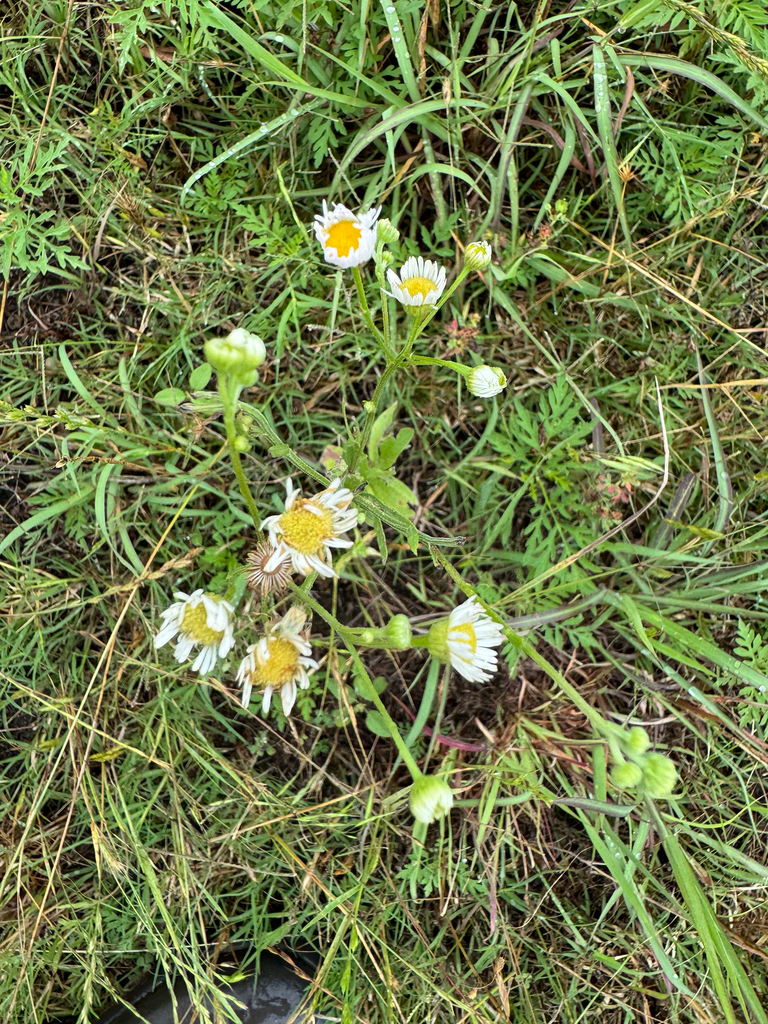 daisy fleabane from County Road 1140, Celeste, TX, US on June 4, 2025 ...
