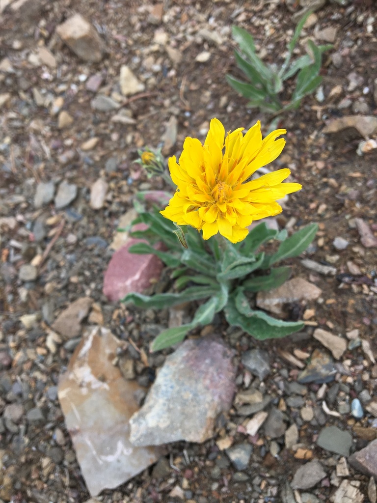 Pale agoseris from Panorama Mountain Resort on July 18, 2019 at 01:58 ...