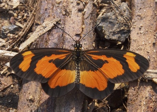 Orange-streak Acraea (Subspecies Acraea bonasia bonasia) · iNaturalist