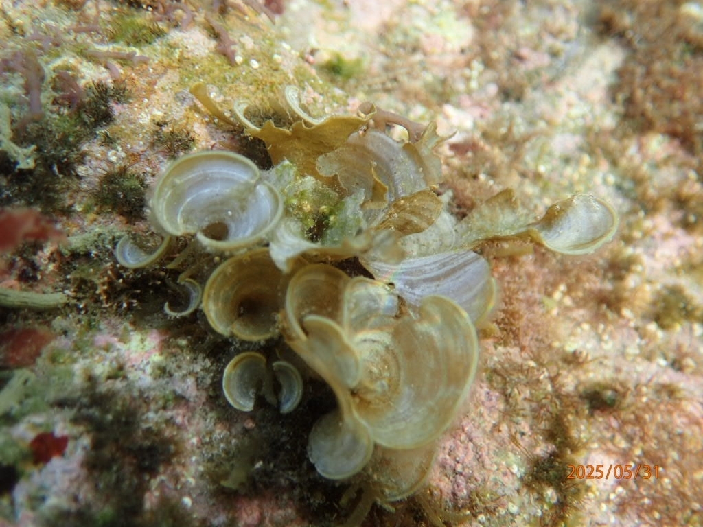 White Scroll Alga from 台灣 on May 31, 2025 at 05:08 PM by 大郭 · iNaturalist