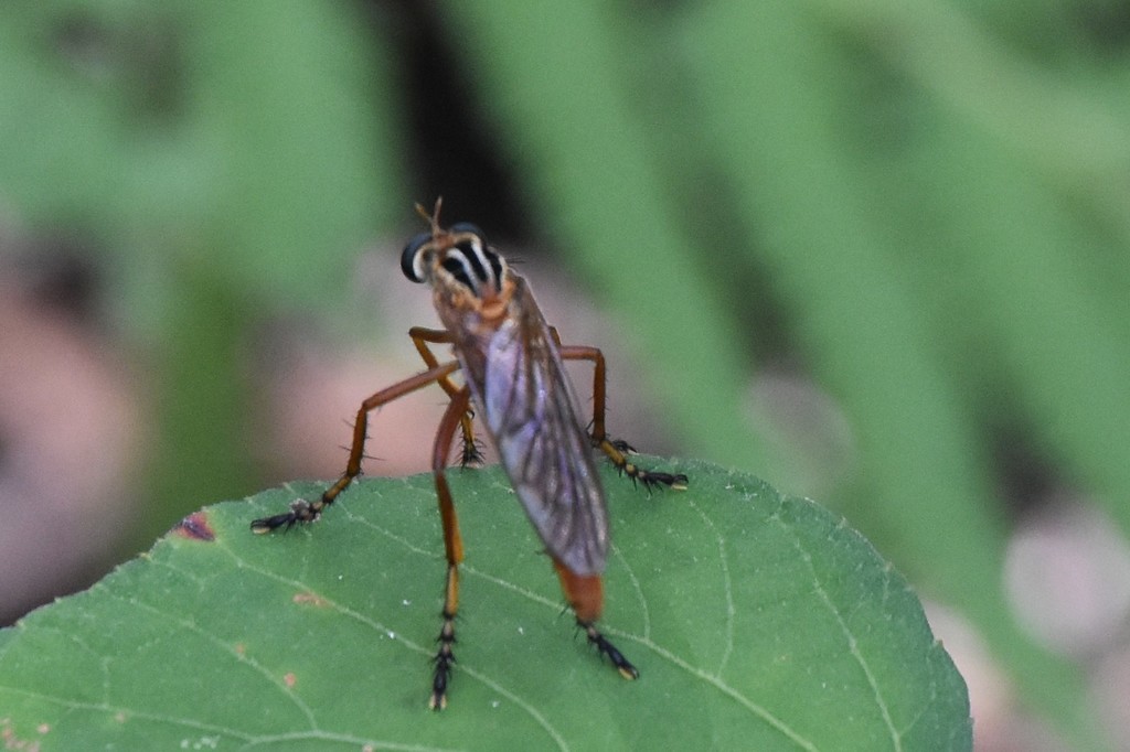 Plain-tailed Hanging Thief from Hilochee WMA on September 16, 2019 by ...