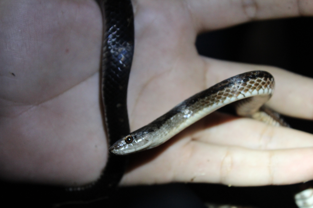 Puerto Rican Racer (Borikenophis portoricensis) - Snakes and Lizards