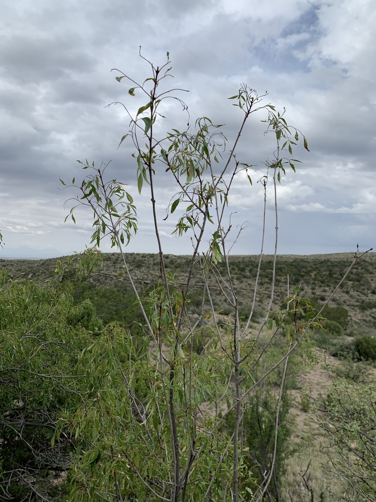 Fragrant Ash from Lincoln National Forest, La Luz, NM, US on September ...