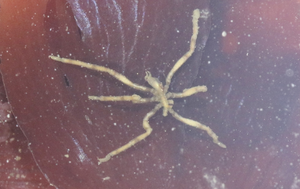 Pacific brown-banded sea-spider from San Mateo, California, United ...