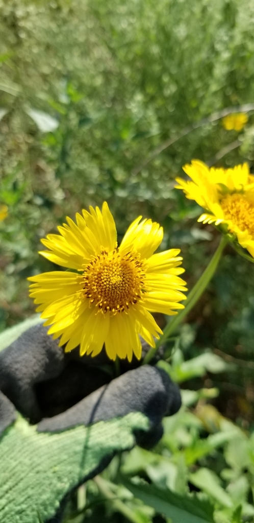 cowpen daisy from Ventura County, US-CA, US on September 16, 2019 at 11 ...
