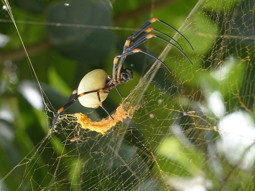 Spiders of Fiji · iNaturalist