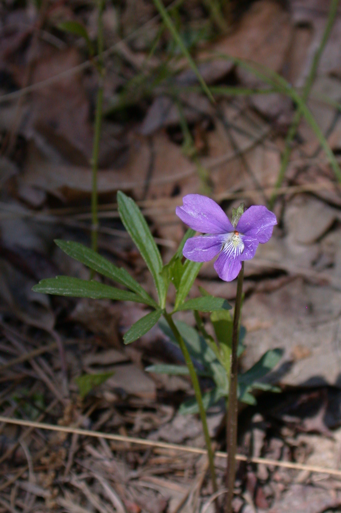 Britton's Coast Violet (Spring Ephemerals with Elaiosomes in Virginia ...
