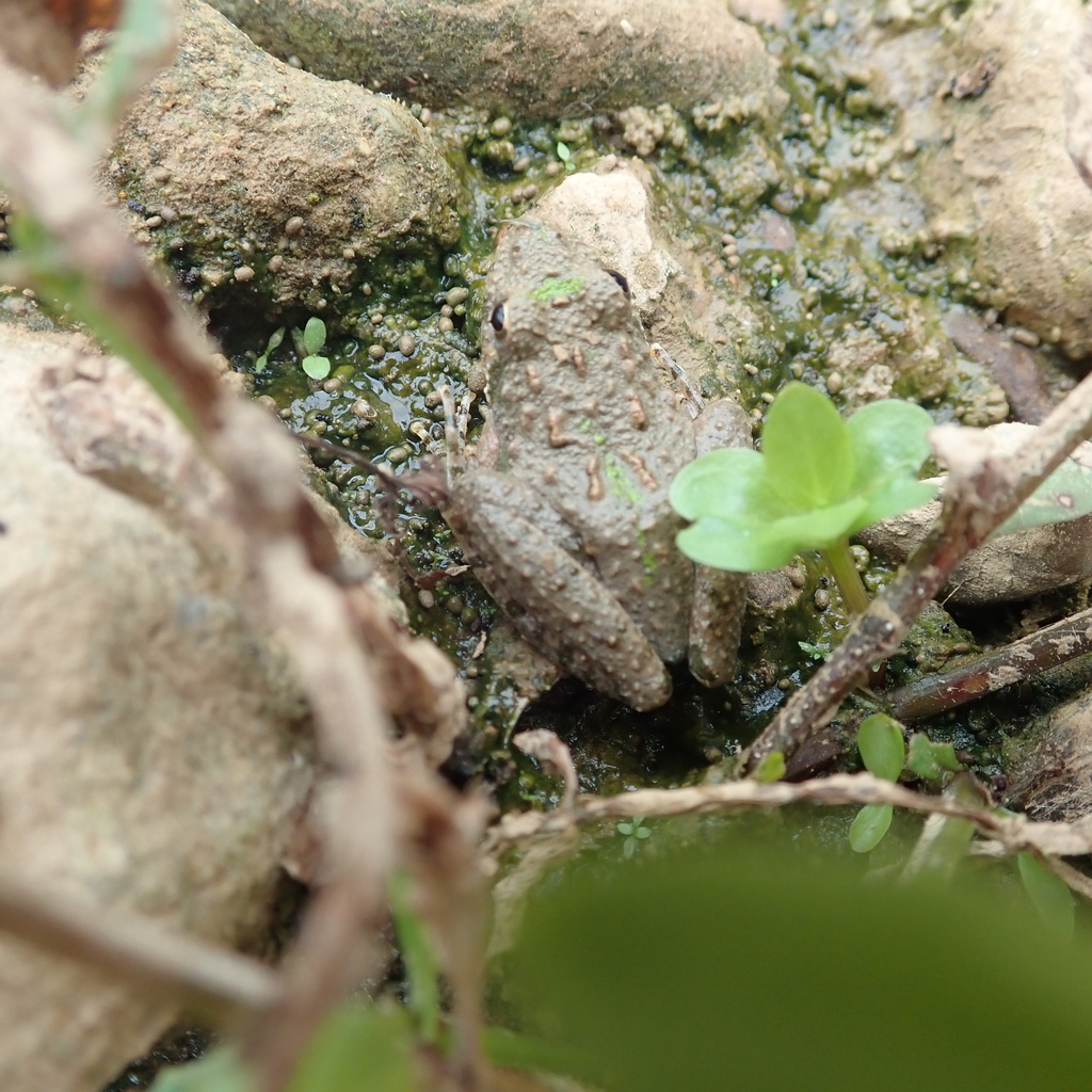Northern Cricket Frog In September 2019 By Jame INaturalist northern-cricket-frog-in-september-2019-by-jame-inaturalist