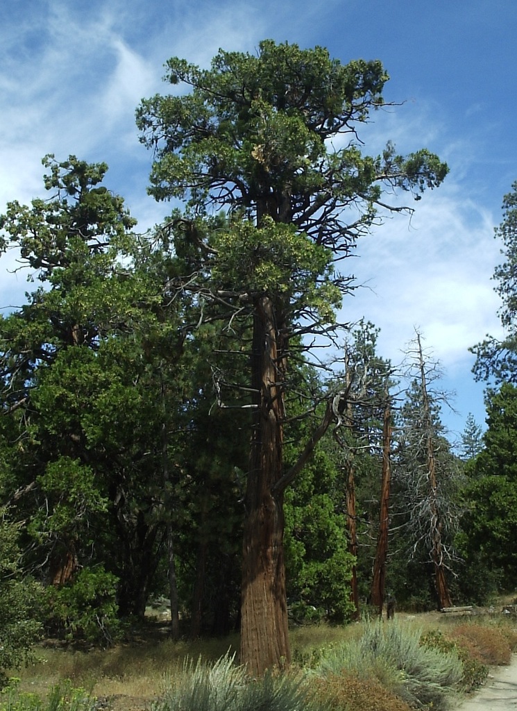 California incense-cedar from San Bernardino Mountains, California ...