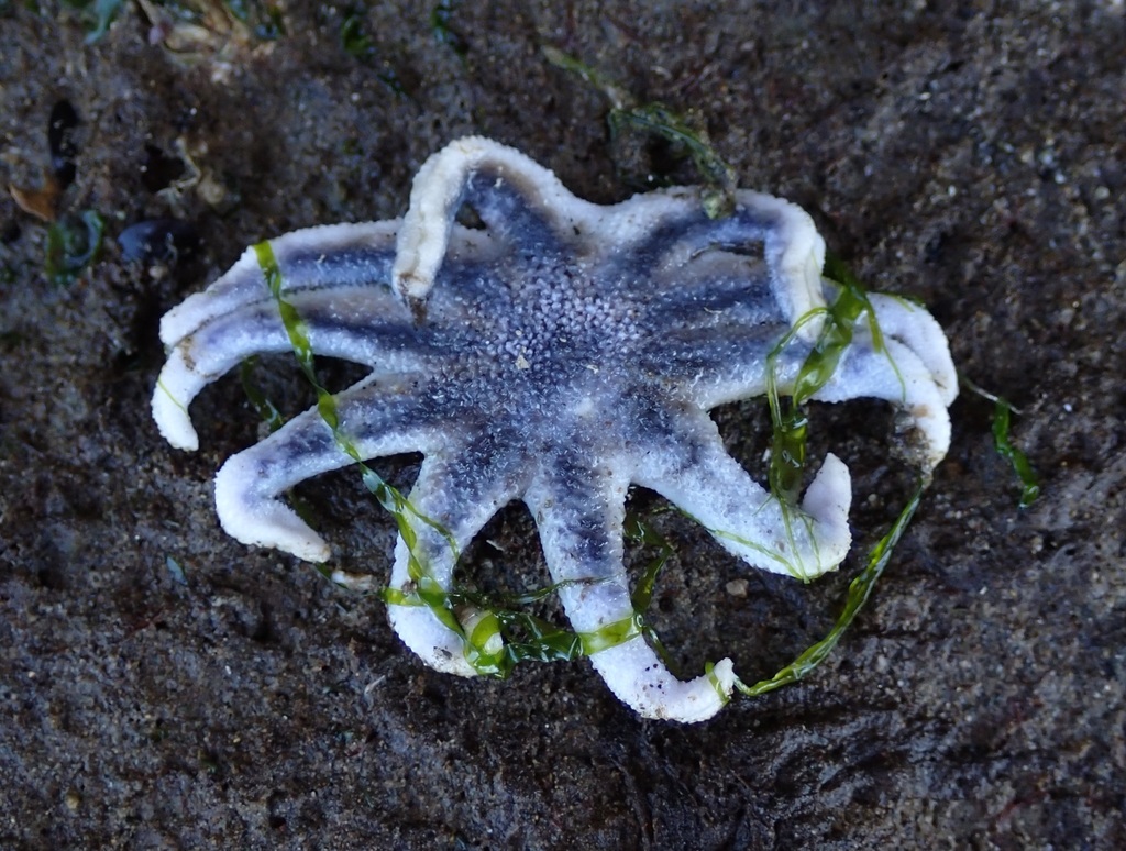 Striped Sun Star from West End, Tacoma, WA, USA on May 30, 2025 at 01: ...