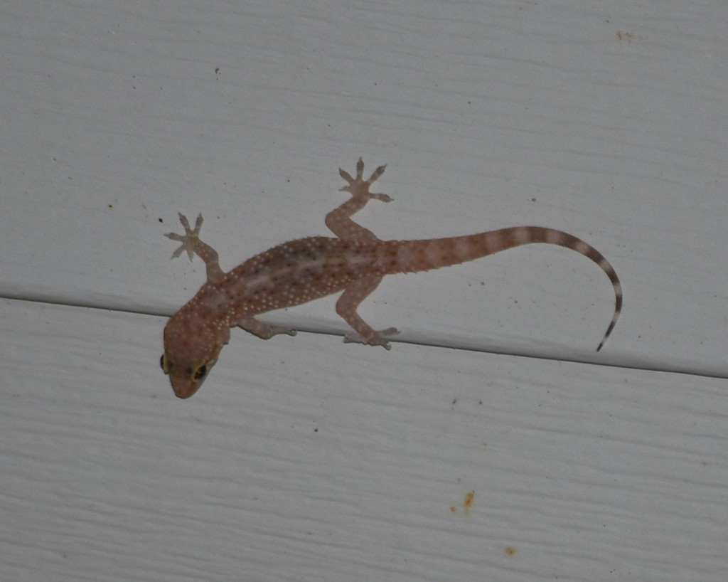 Mediterranean House Gecko from Kleberg County, TX, USA on September 16 ...