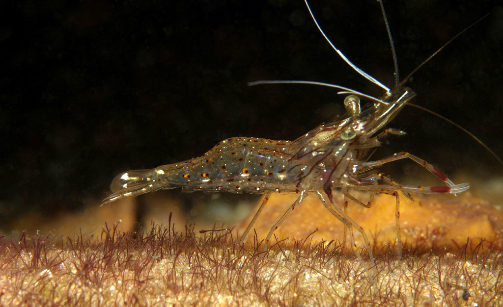 Glass Shrimps (Wadden Sea The Netherlands) · iNaturalist